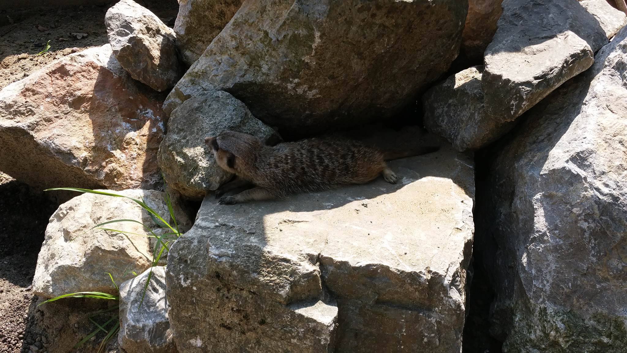 ?? Suricatele de la Grădina Zoologică din Timișoara au ajuns ...