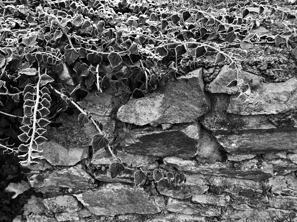 Săvârșin învăluit în promoroacă, fotografii spectaculoase din parcul ...